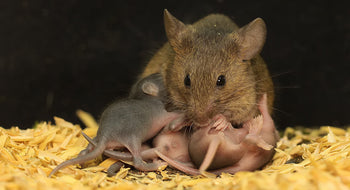 How Many Babies Can A Mouse Have? | Evolve Mouse Birth Control – SenesTech