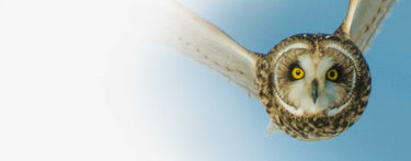 ContraPest | Order ContraPest Rat Birth Control - SenesTech