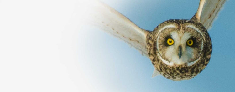 ContraPest | Order ContraPest Rat Birth Control - SenesTech