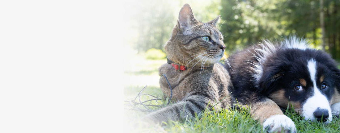 Evolve Pest Control | Buy Evolve Soft Bait for Rats - SenesTech