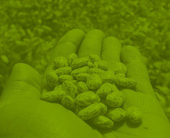 Evolve Pest Control | Buy Evolve Soft Bait for Rats - SenesTech