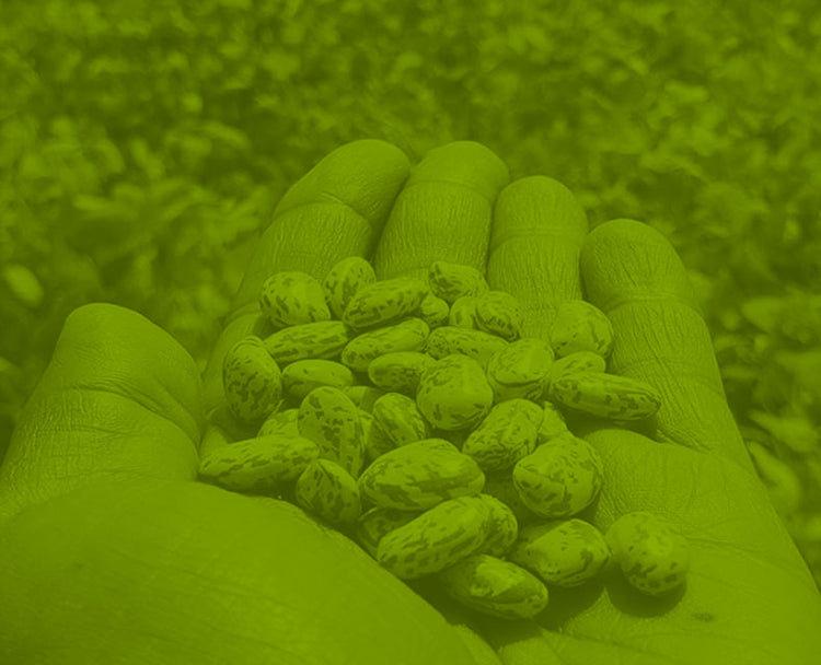 Evolve Pest Control | Buy Evolve Soft Bait for Rats - SenesTech