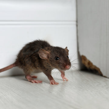 EVOLVE™ Mouse Birth Control | A Smart, Humane Way to Stop Mice - SenesTech